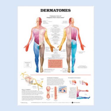 Wandplaat 'Dermatomes' - Skills Meducation