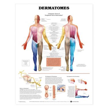 Wandplaat 'Dermatomes' - Skills Meducation