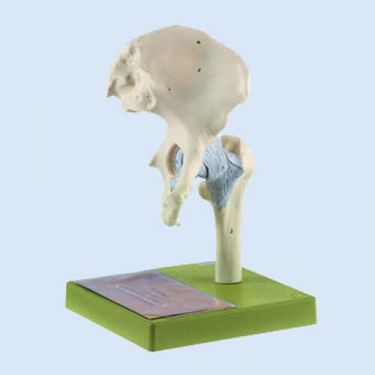 Heupgewricht - Skills Meducation