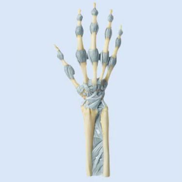 Hand- en vingergewrichten met banden - Skills Meducation