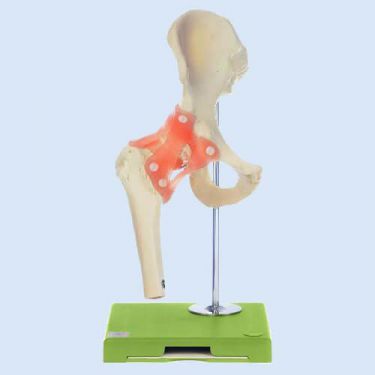 Funktiemodel van het heupgewricht - Skills Meducation