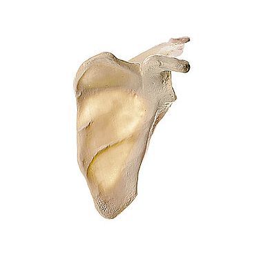 Schouderblad - Skills Meducation