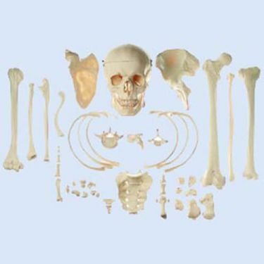 Verzameling 'typische beenderen van de mens' - Skills Meducation