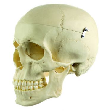 Schedel, 3-delig 3 - Skills Meducation