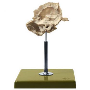 Slaapbeen - Skills Meducation